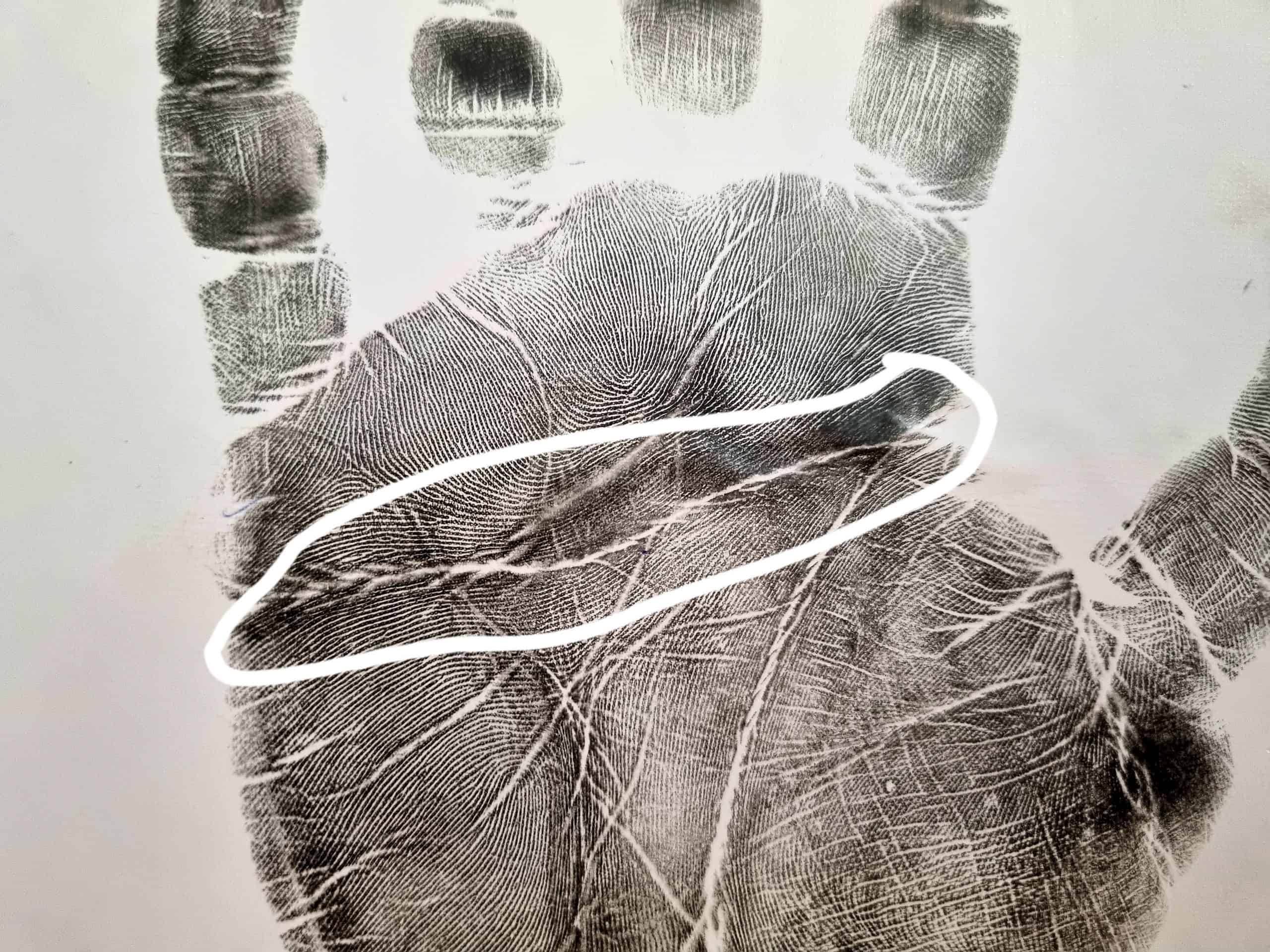 La línea Simiesca. - Fabienne Barros